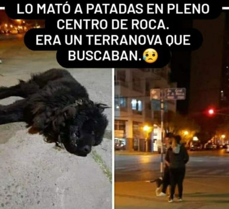 Un horror: Mató a un perro a patadas porque se acercó a su mascota | ANR