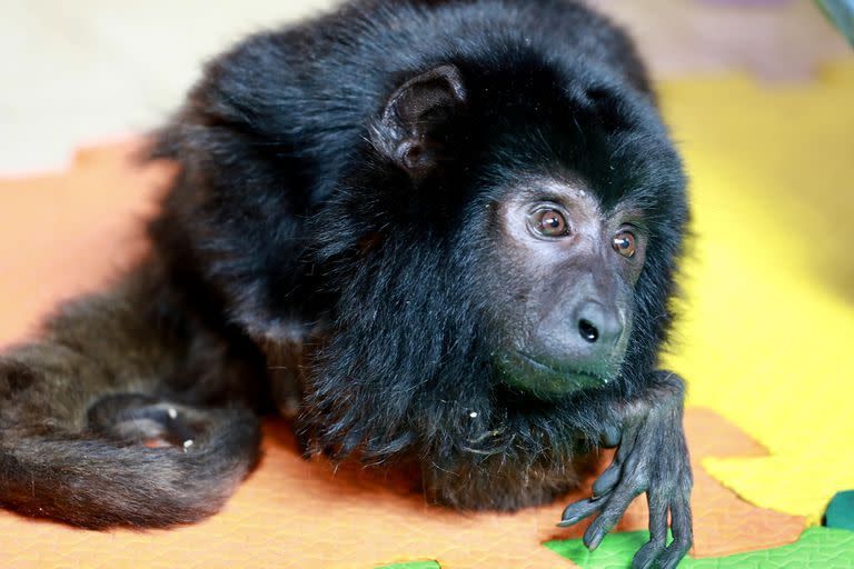 Cómo se recupera el mono Coco, luego de ser rescatado de una fiesta en ...